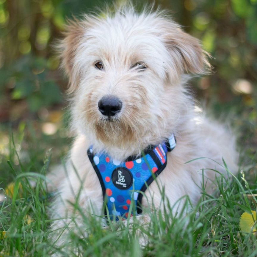 Белый щенок отдаётся в хорошие руки