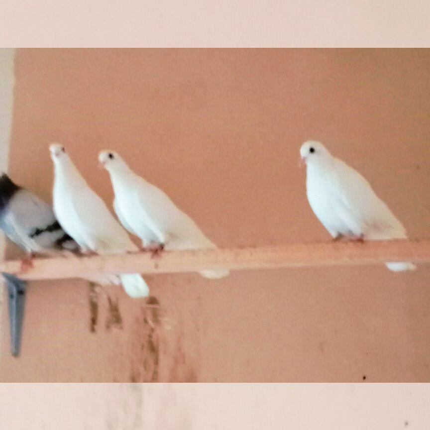 Голуби