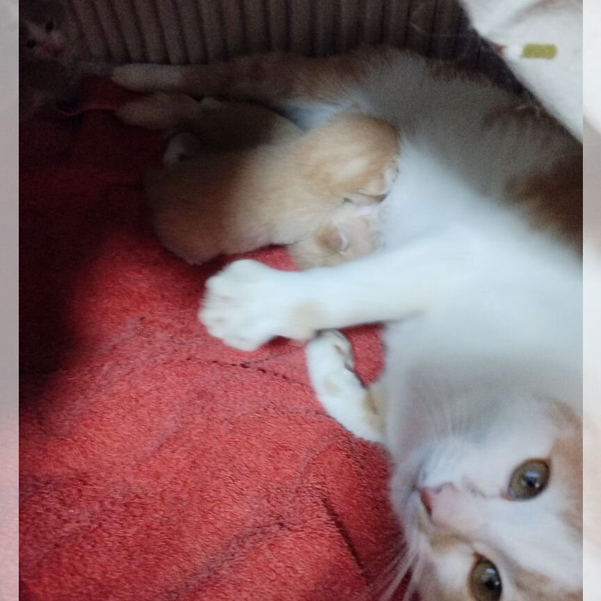 Котёнок в добрые руки