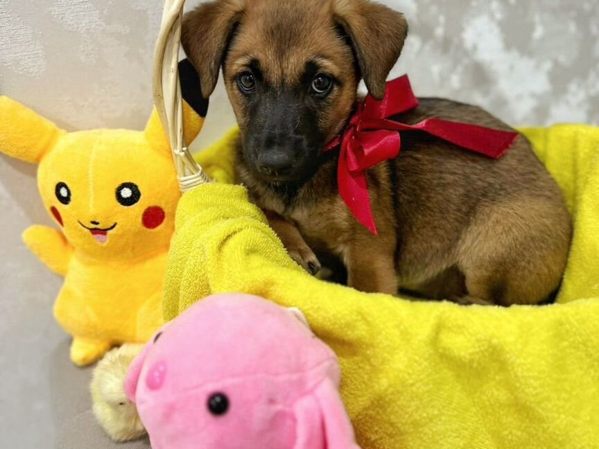 Щенок в добрые руки