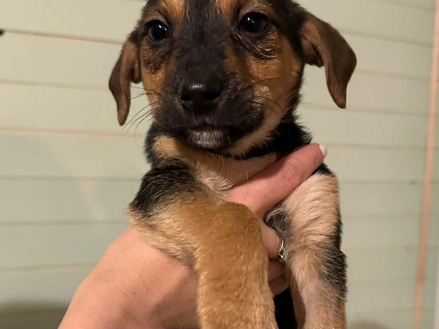 Щенок некрупный мальчик бесплатно