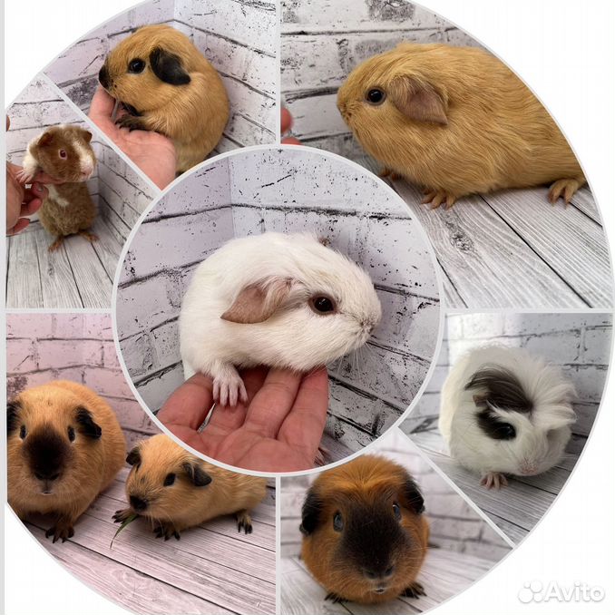 Морские свинки разные пород