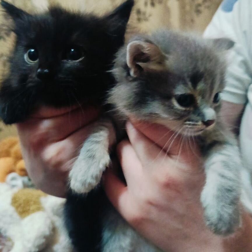 Котята в добрые руки