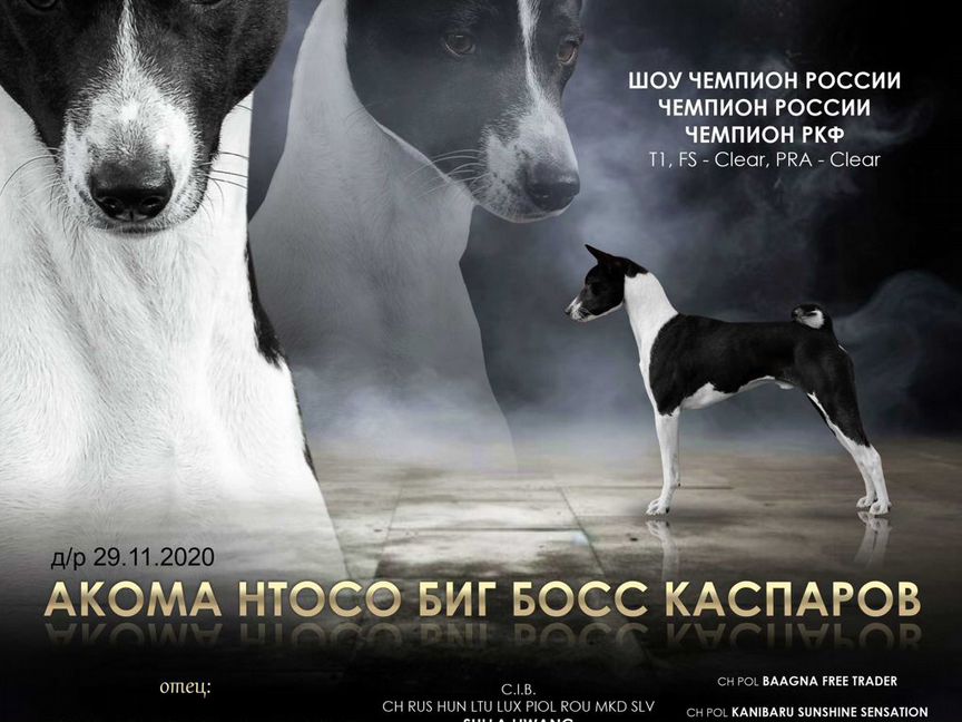 Басенджи вязка