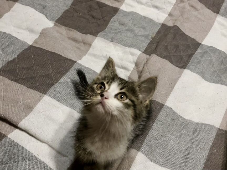 Кошка