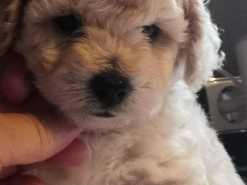 Мальтипу (пушоны)