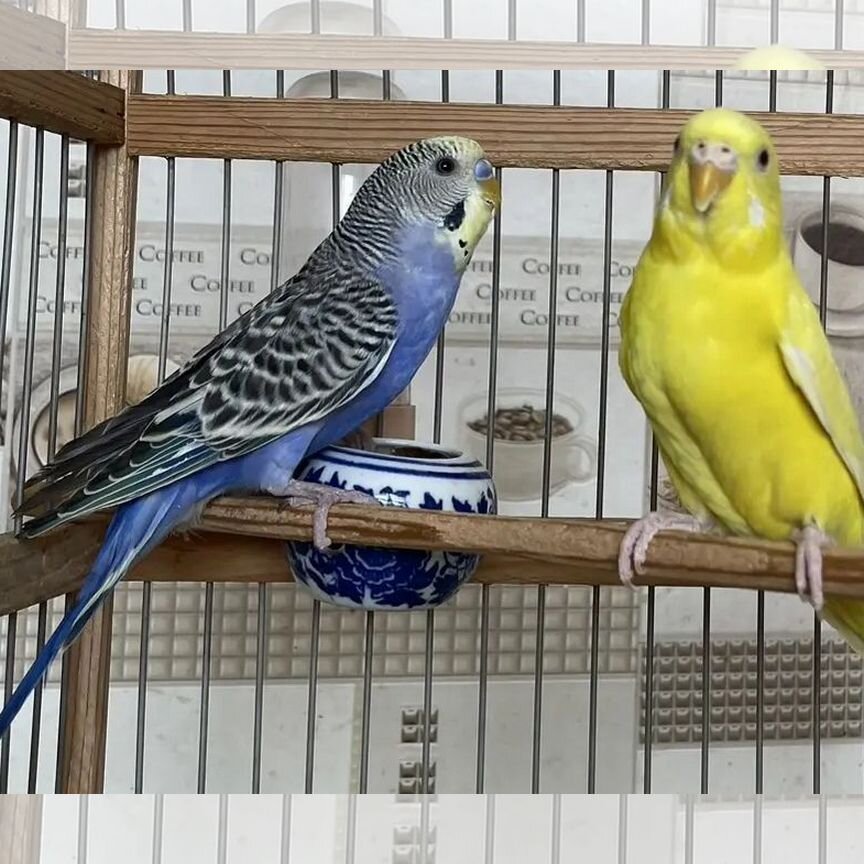 Попугай волнистый с клеткой