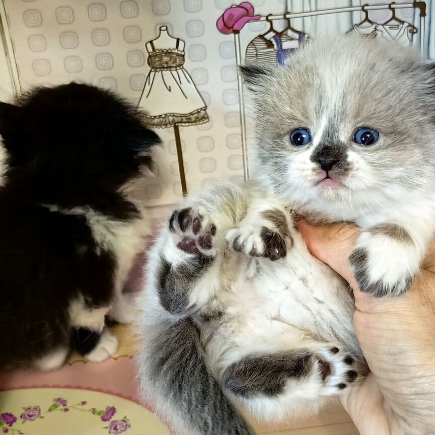 Шотландский Хайленд с родословной