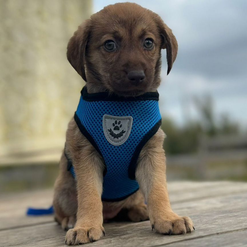 Маленькая собака в добрые руки бесплатно