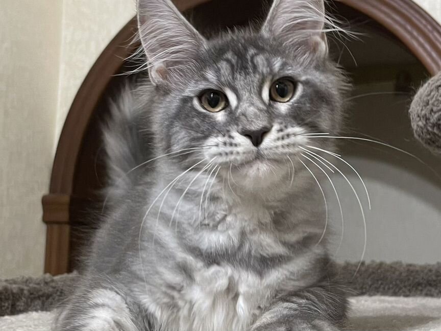 Котенок мейн-кун, голубой тигр