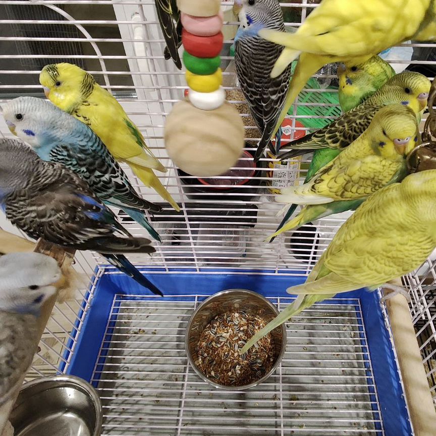 Волнистый попугай, 12 хвостиков, поштучно