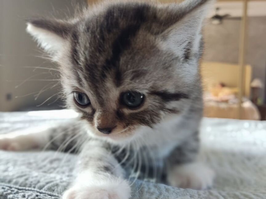 Кошка