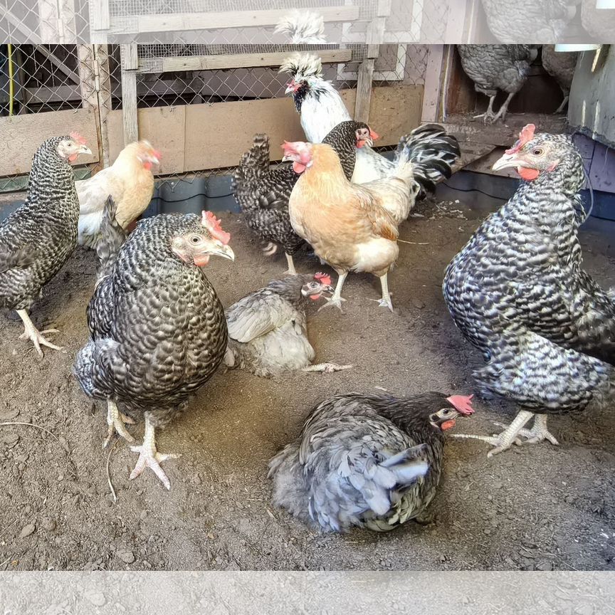 Куры молодки доминант с цветным яйцом