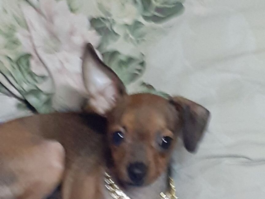 Мини той-терьер