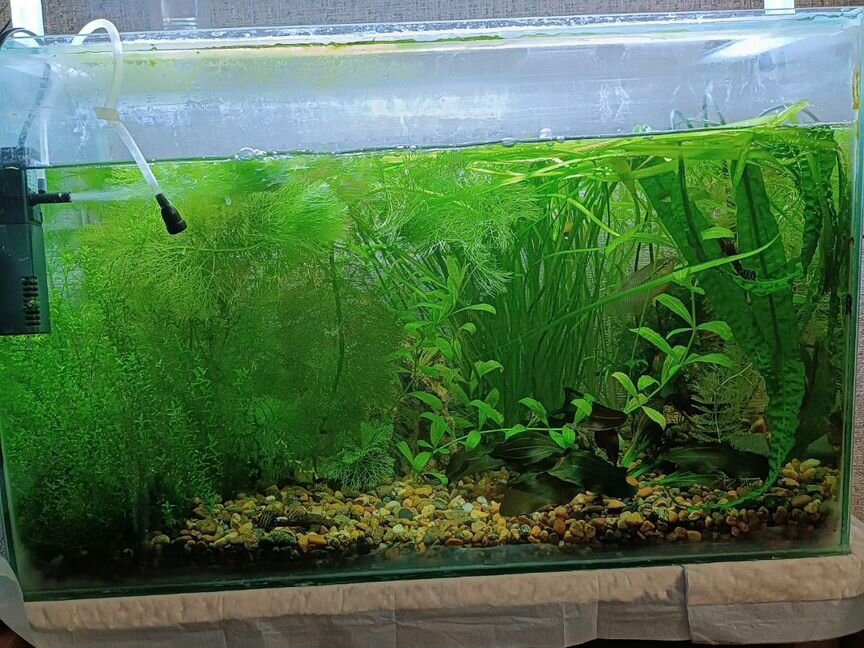 Аквариумные рыбки и растения