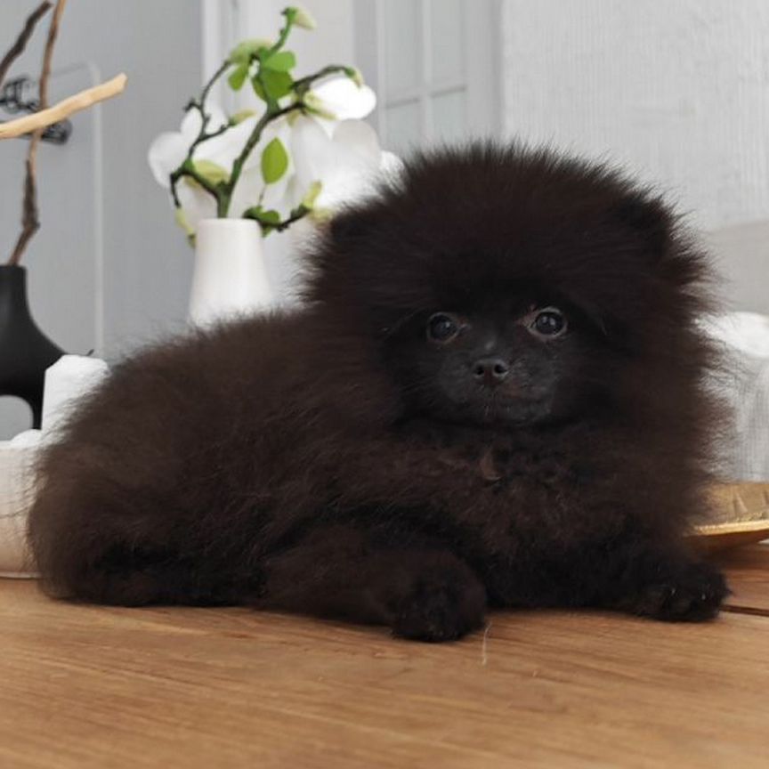 Померанский шпиц, щенок