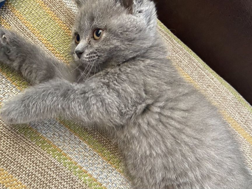 Котенок британец