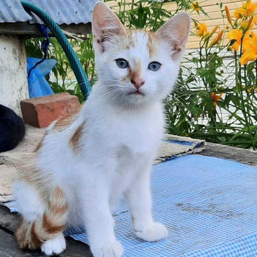 Котенок мальчик в самые добрые руки