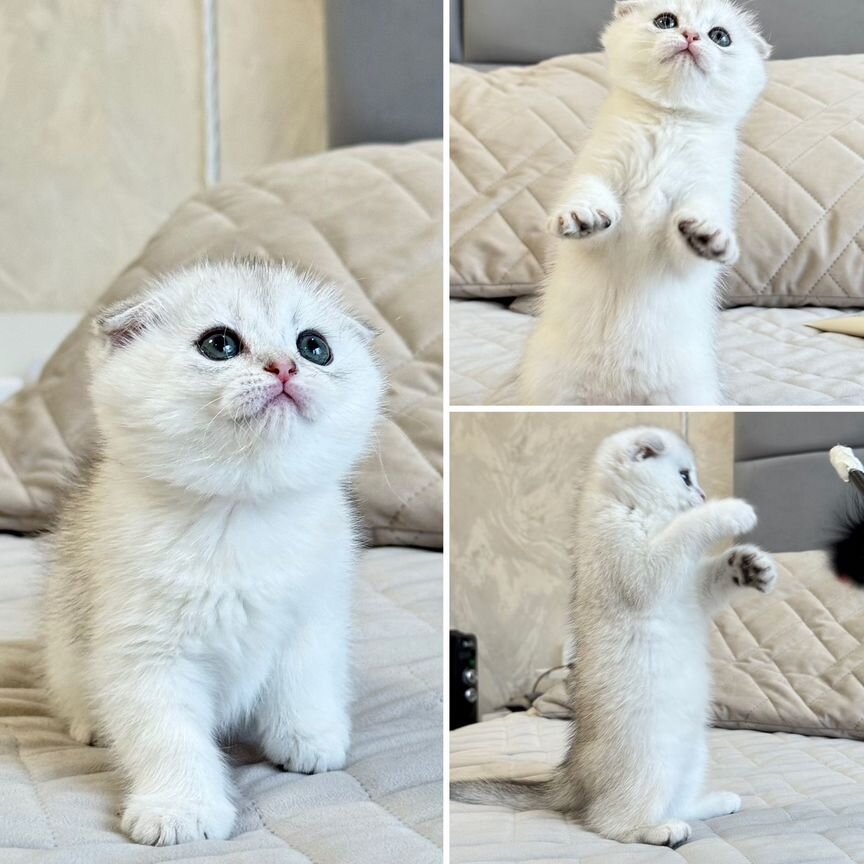 Шотландский вислоухий короткошёрстный котёнок