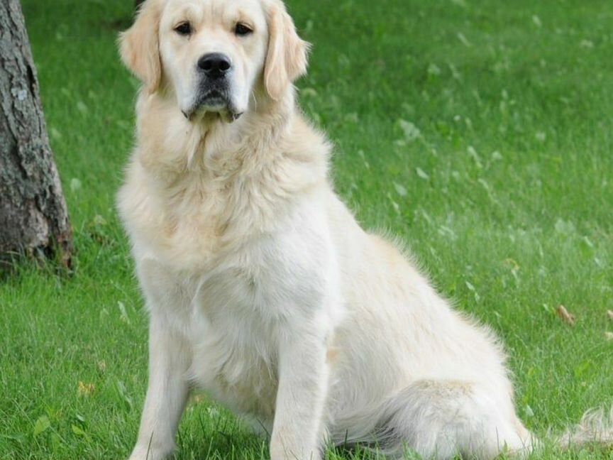 Золотистый ретривер в добрые руки