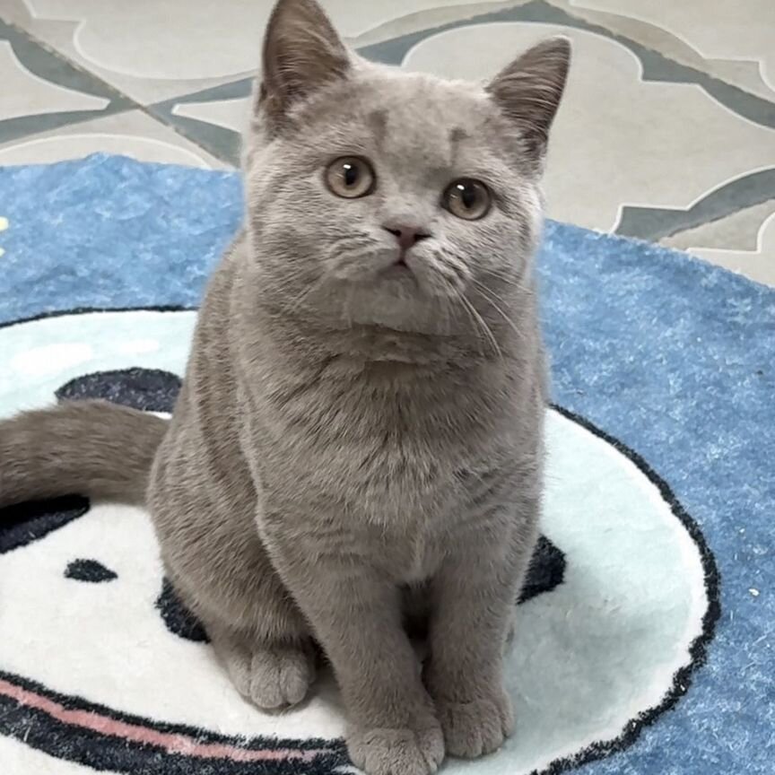 Британский короткошёрстный котёнок
