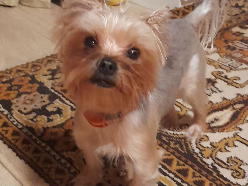 Йоркширский терьер