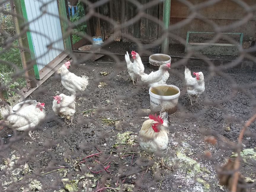 Куры несушки ломан