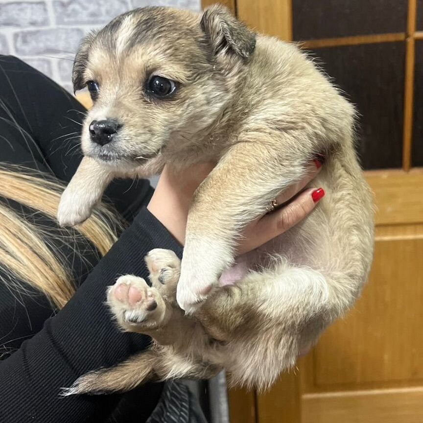 Щенок в добрые руки