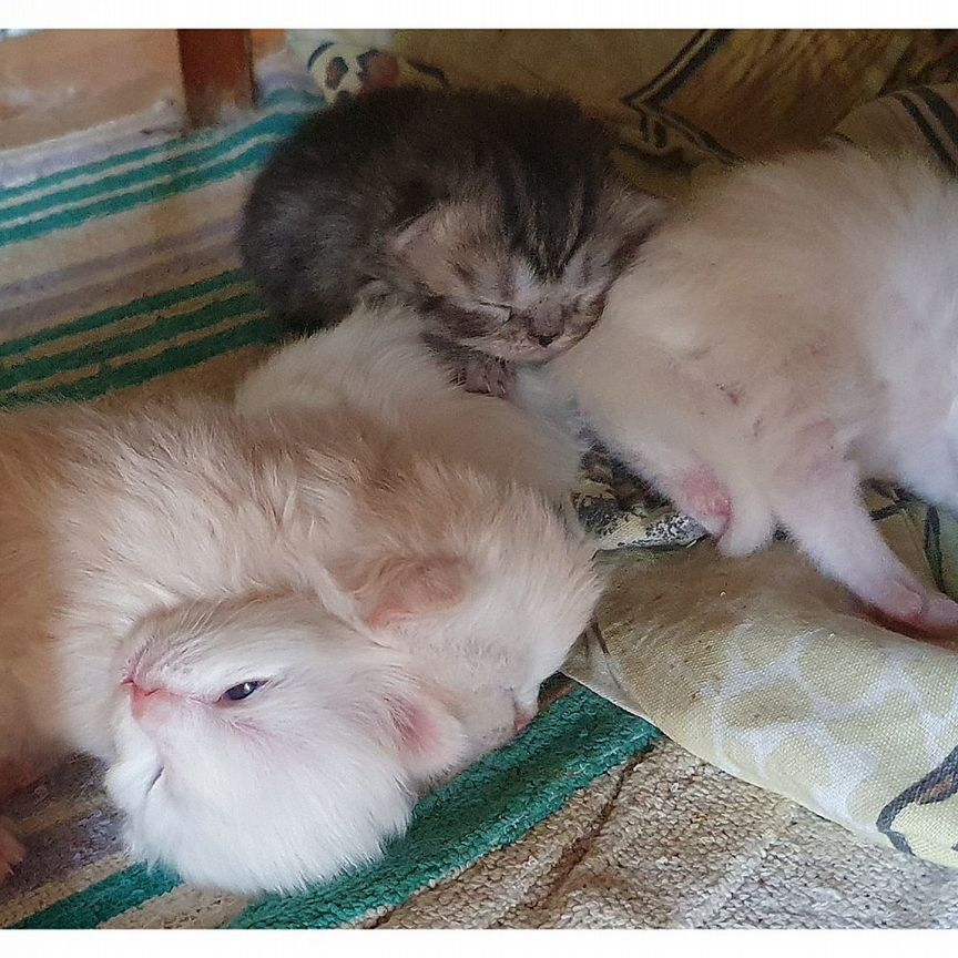 Котята