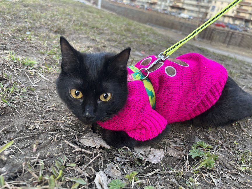 Свитер для кошки или собаки