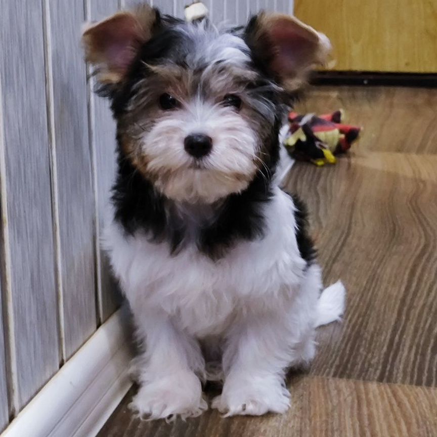 Бивер-йоркширский терьер, щенок