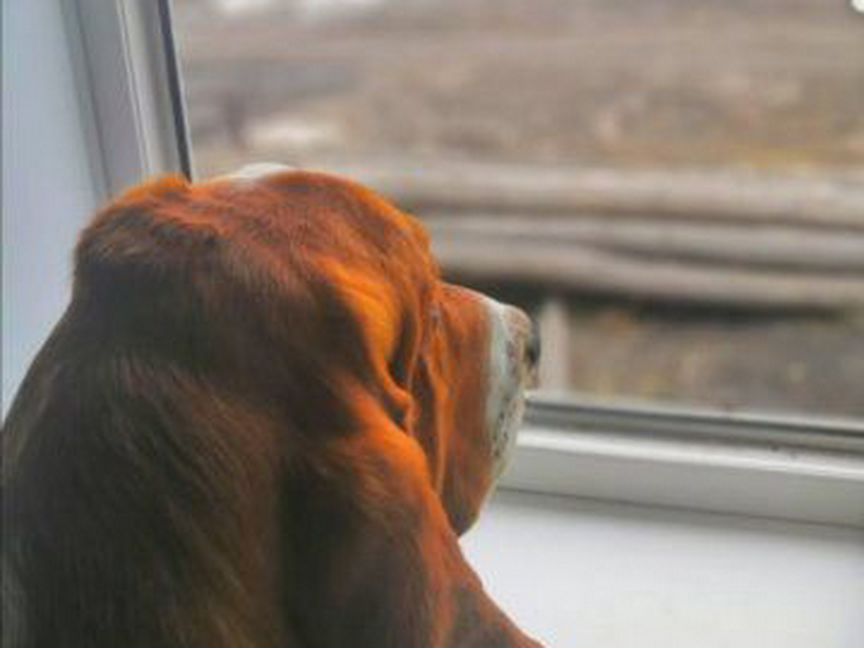 Вязка кобель бассета