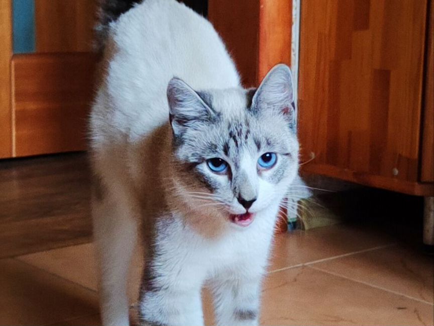 Котики подростки в ответственные руки