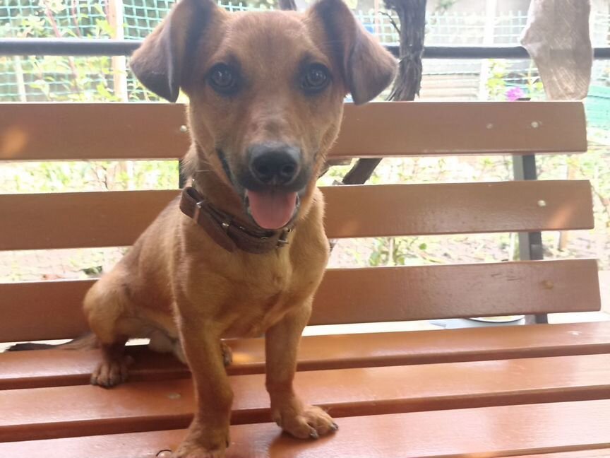 Отдам бесплатно