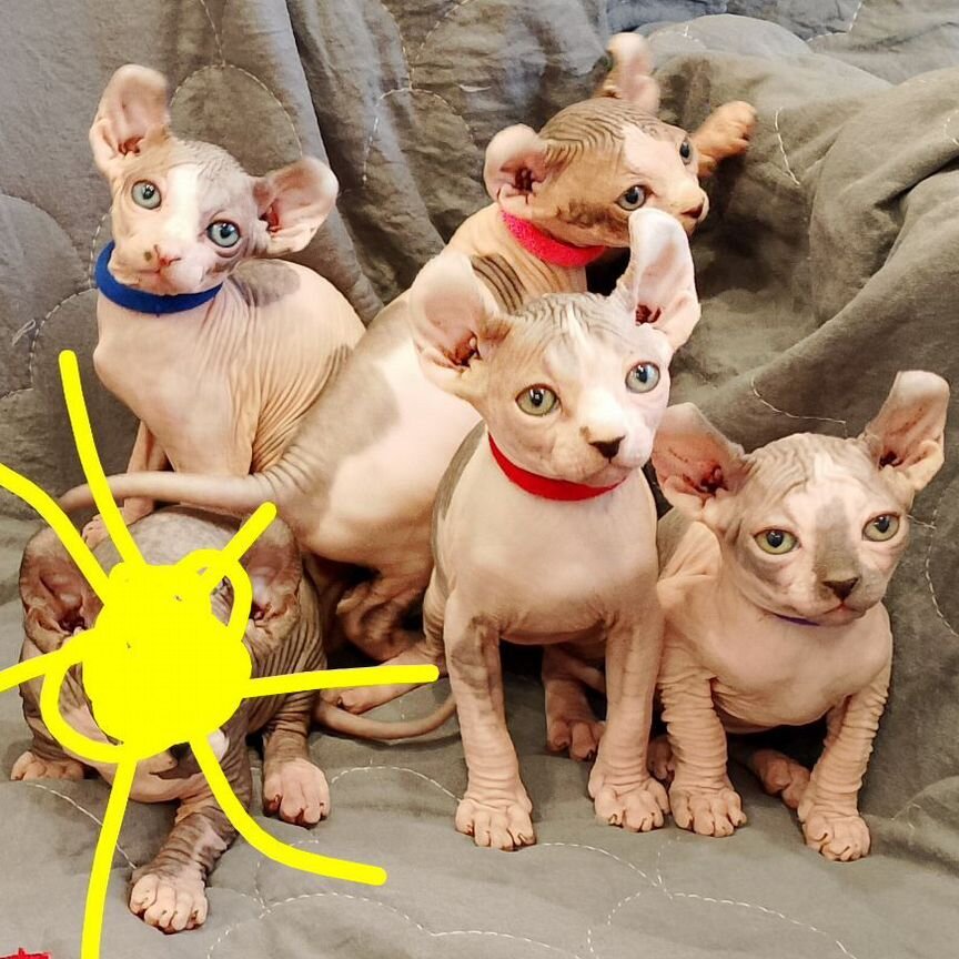 Канадский сфинкс котёнок