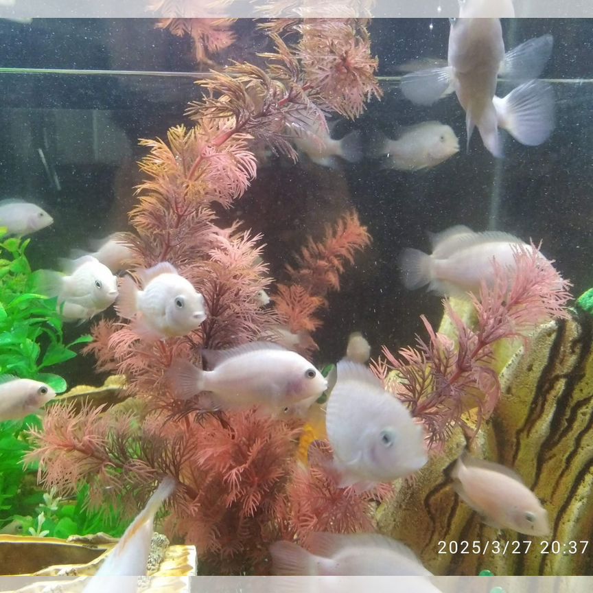Цихлазома Фламинго розовый