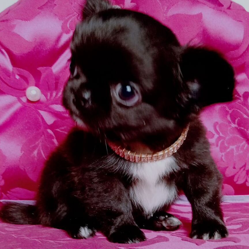 Чихуахуа, щенок