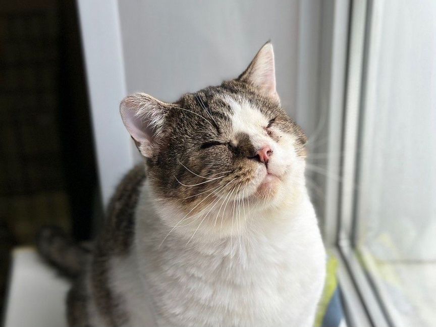 Котик Ватсон