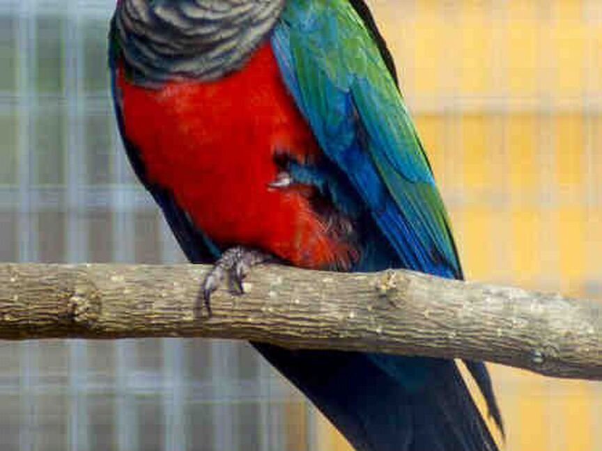 Попугаи пиррура