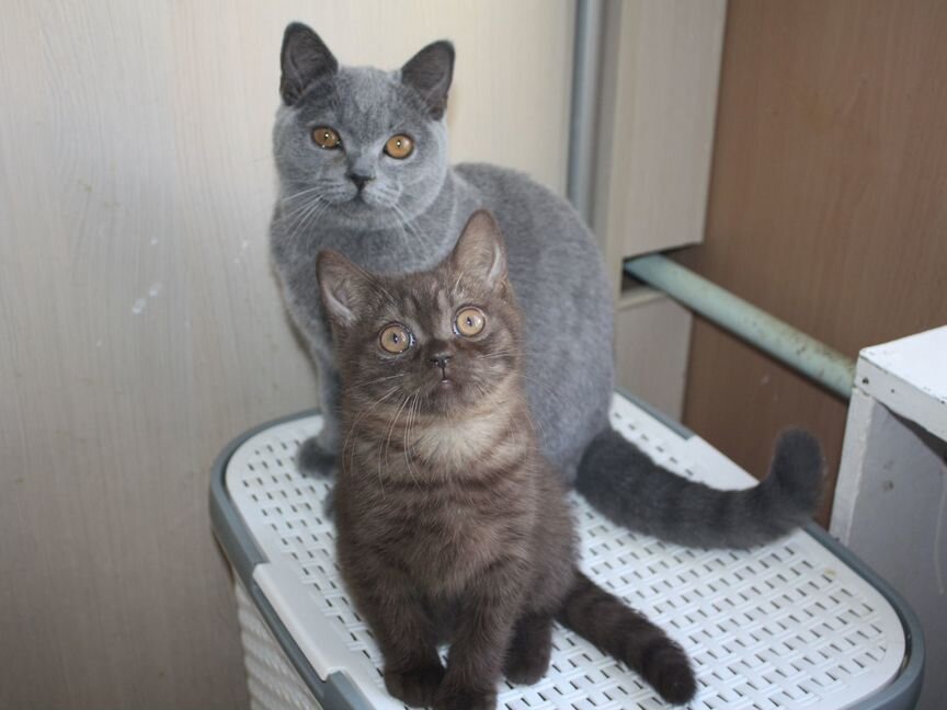 Британские котята 7 мес