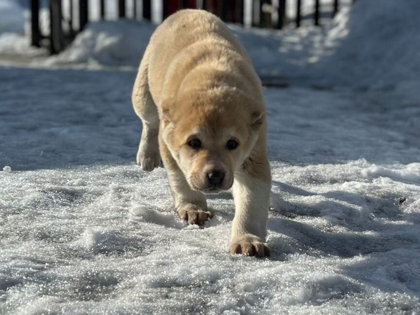 Девочка среднеазиатская овчарка