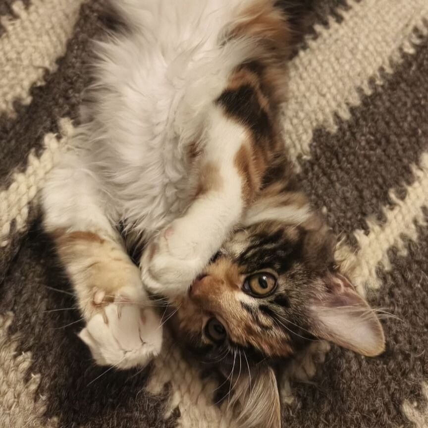 Котенок мэйнкун