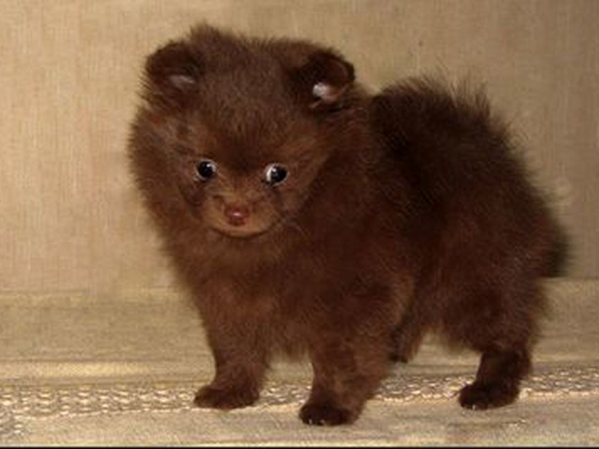 Шпиц мини шоколадный мальчишка