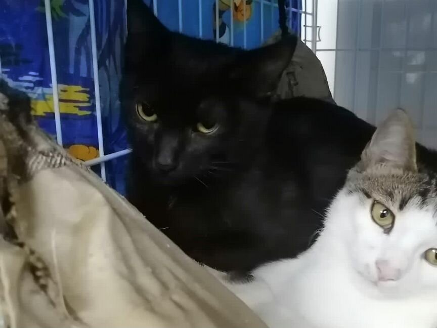 Котята 4/5 мес