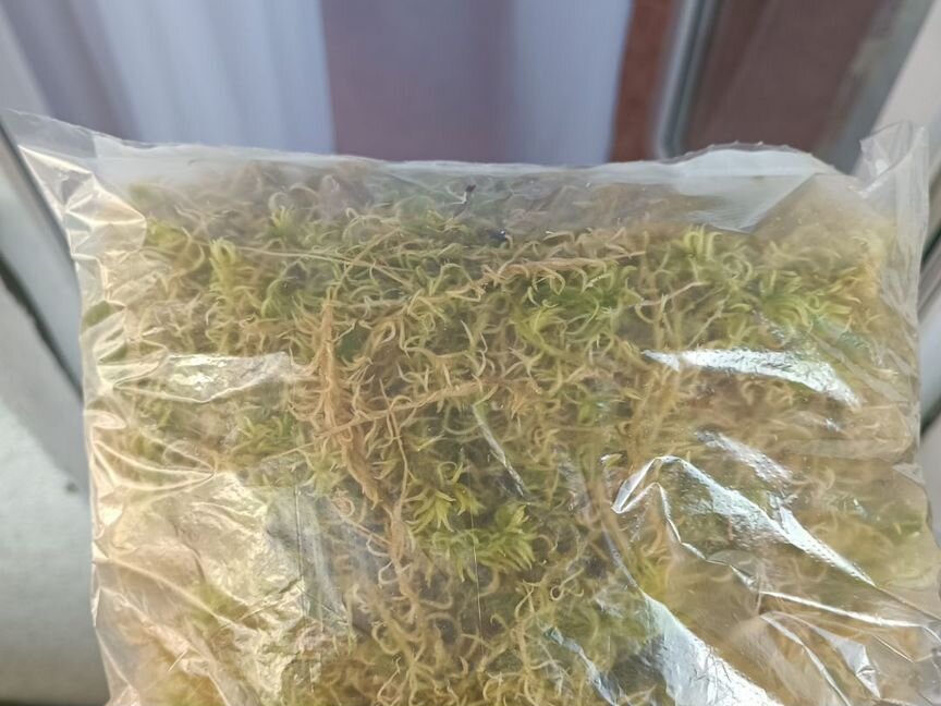 Мох сфагнум живой