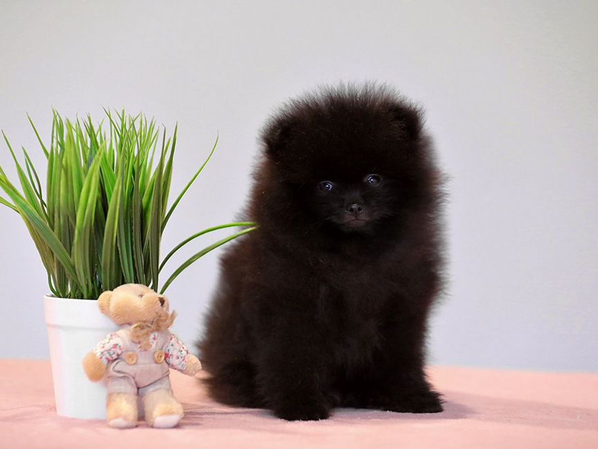 Немецкий шпиц черный и шоколад