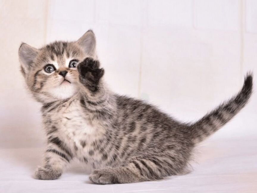 Манчкин скоттиш страйт