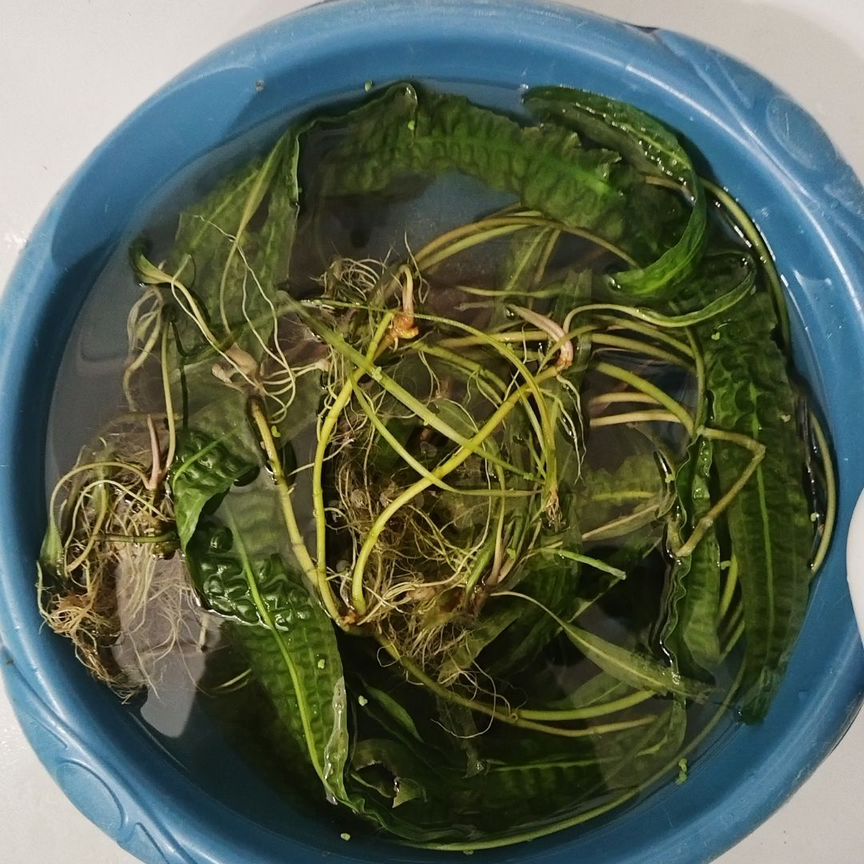 Аквариумное растение анубиас криптокарина