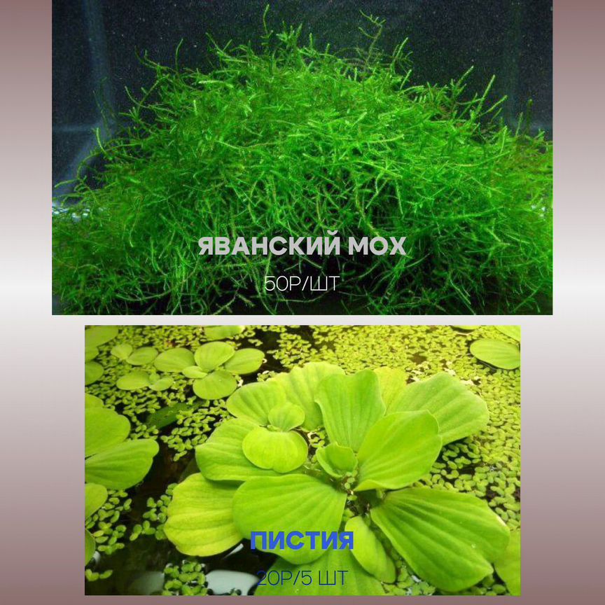 Аквариумные растения