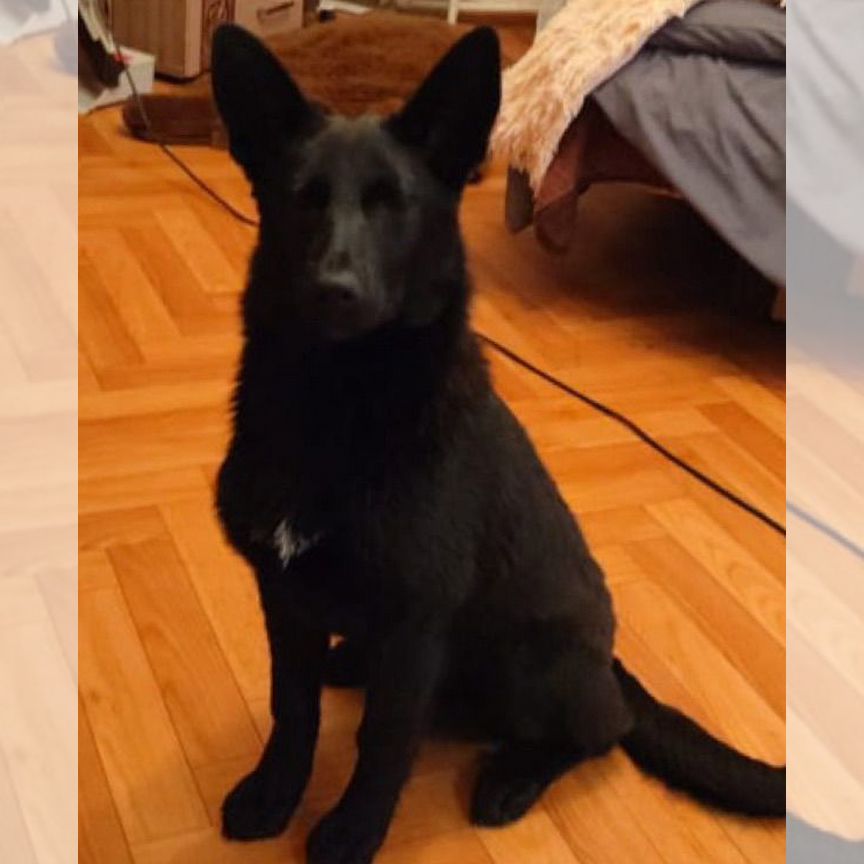 Щенок в добрые руки